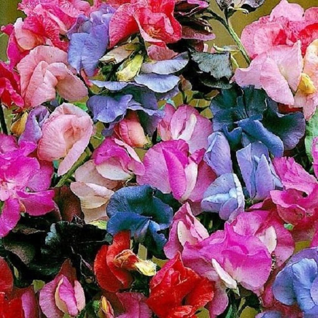 50+ Lathyrus Sweet Pea Mix / Most Fragrant / Re-seeding Annual / Flower ...