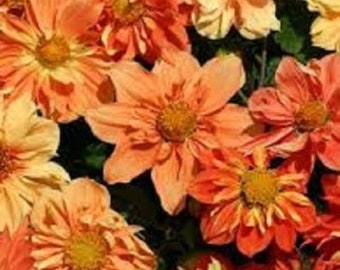 30 Dahlia Sunny Reggae / Annual / Flower Seeds. - Etsy
