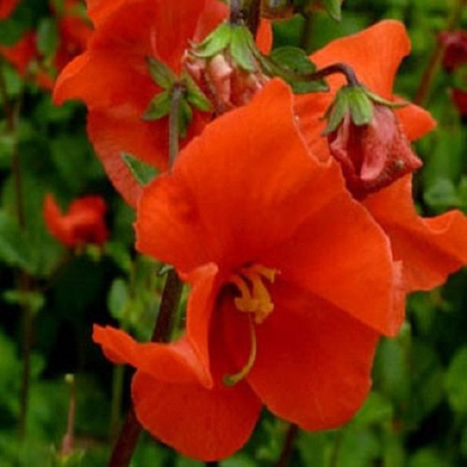 25+ Scarlet Mask Alonsoa / Perennial / Flower Seeds. - Etsy