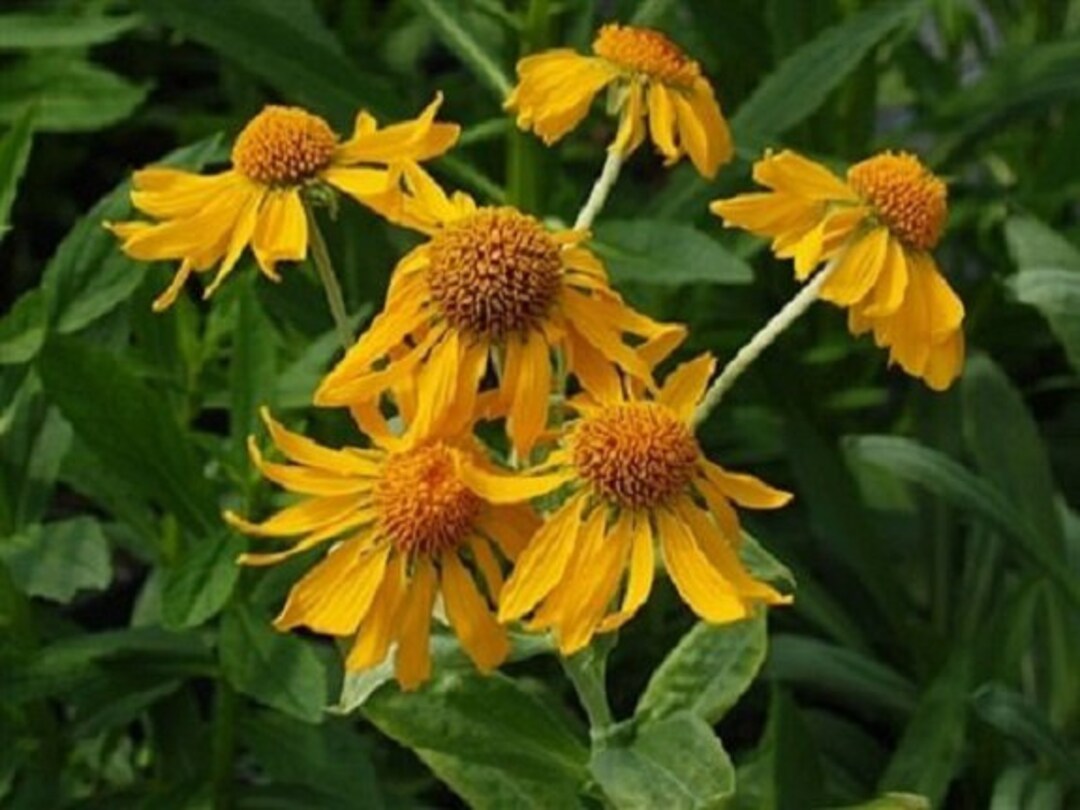 50+ Autumn Lollipop Helenium / Perennial / Flower Seeds. - Etsy