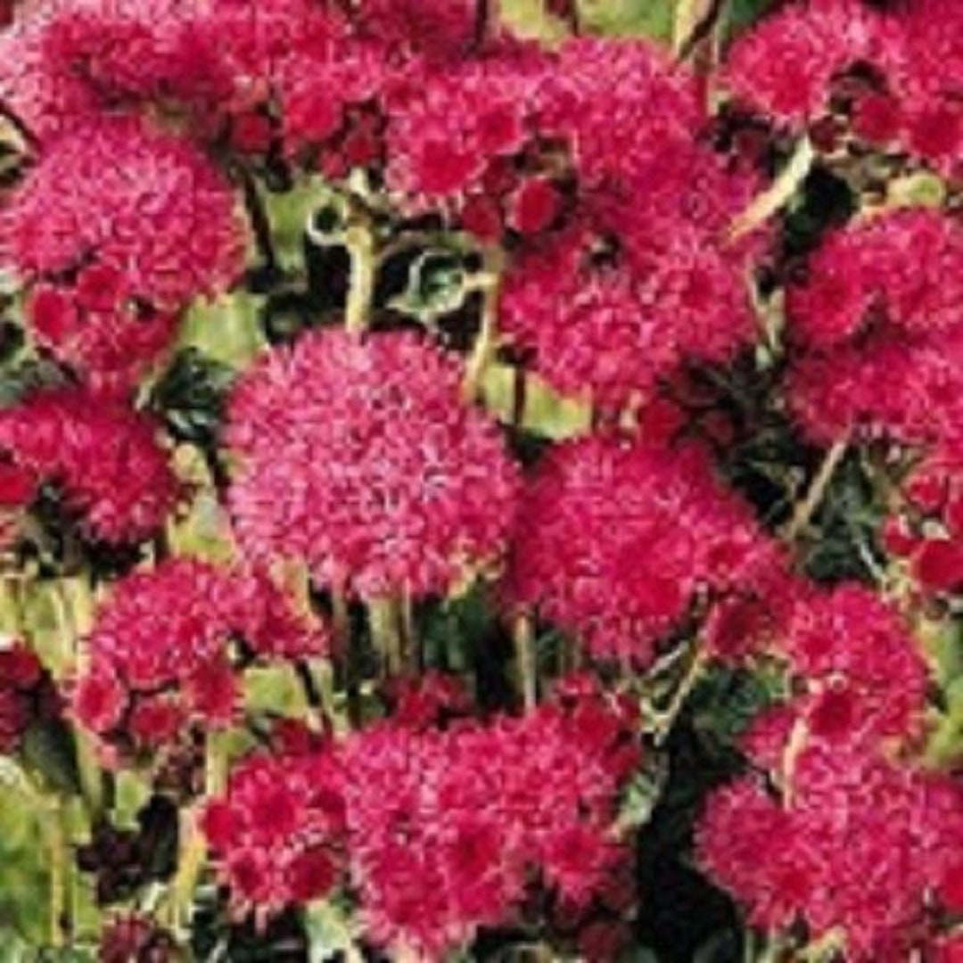 50+ Red Flint Ageratum / Annual / Flower Seeds. - Etsy