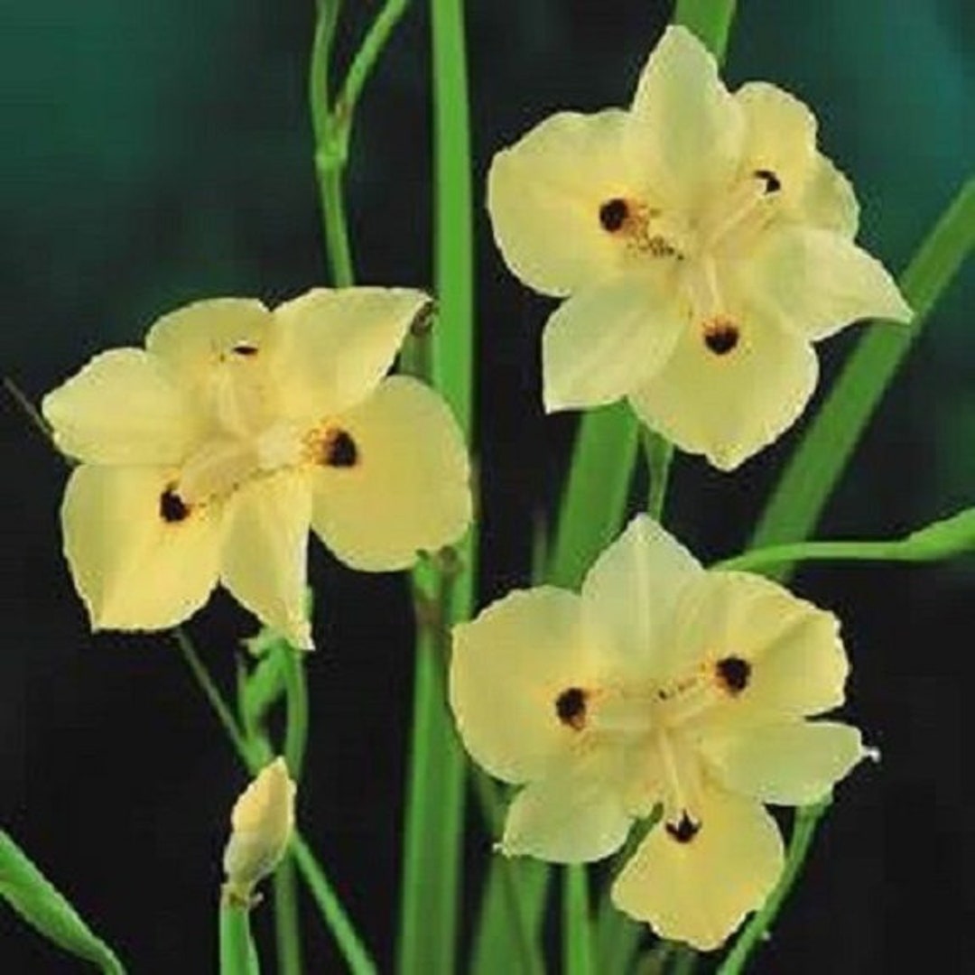 25+ Yellow Fortnight Lily / Drought and Forst Hardy / Flower Seeds. - Etsy