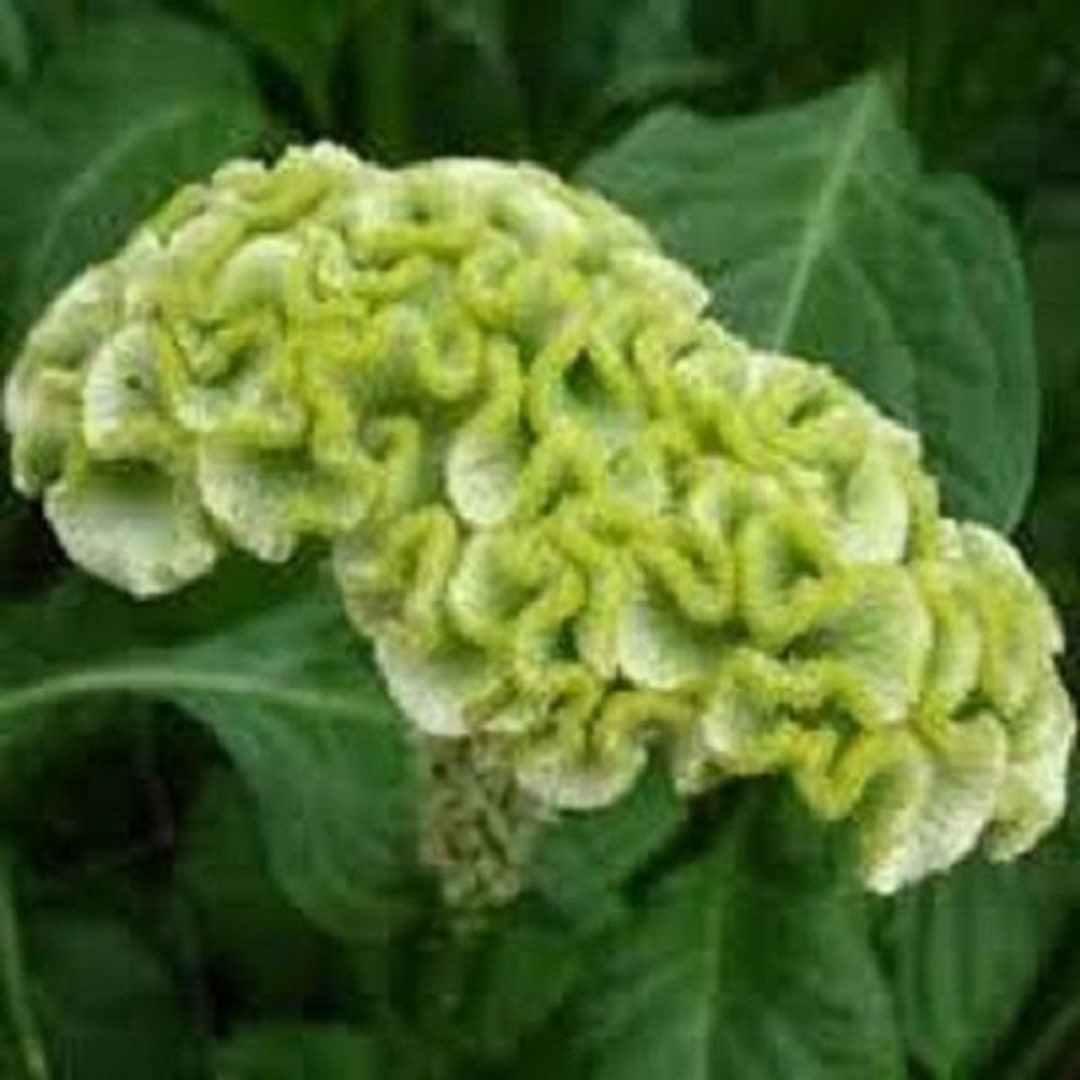 30+ Spring Green Cockscomb Celosia / Self-seeding Annual / Flower Seeds ...