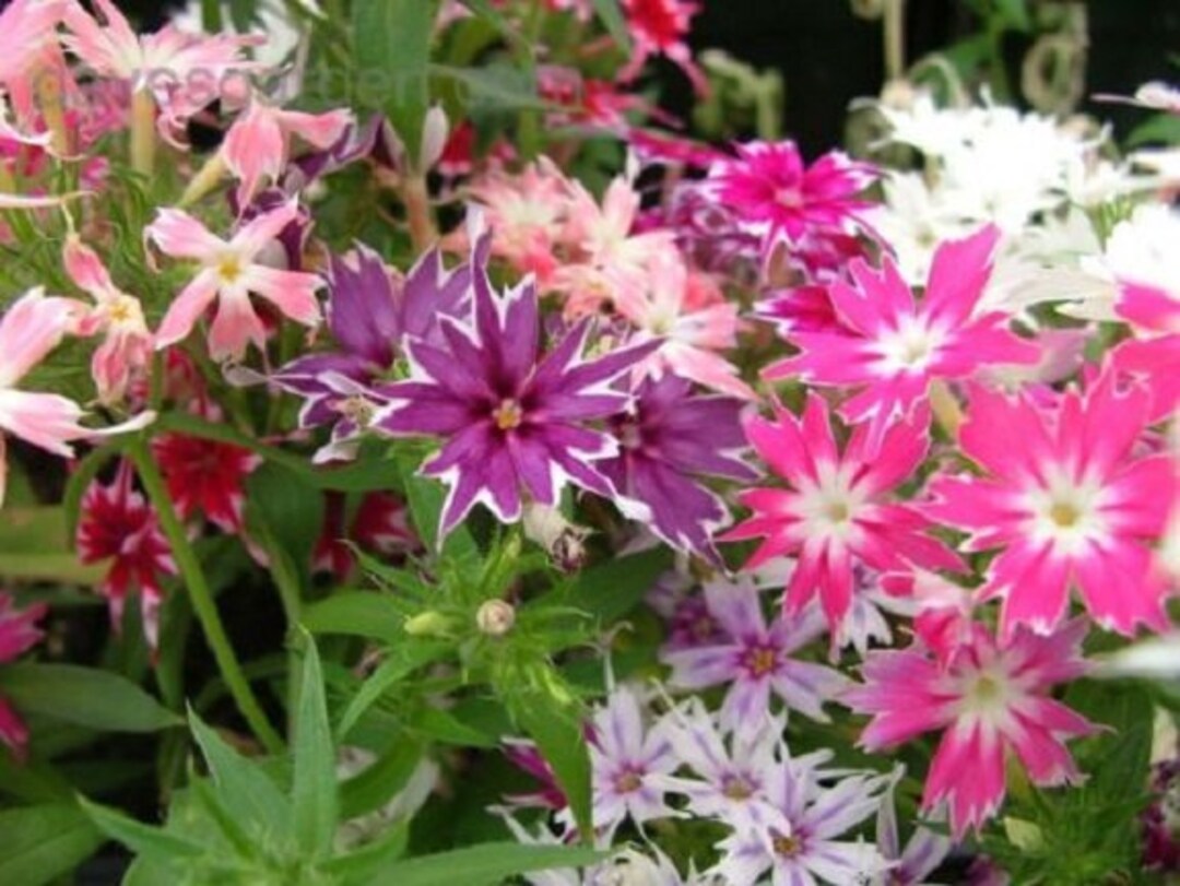 30+ Phlox Twinkle Star Mix / Shade Loving / Perennial / Flower Seeds ...
