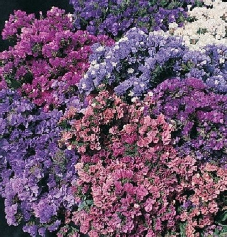 50+ Pacific Mix Statice / Deer Resistant / Annual / Flower Seeds. - Etsy