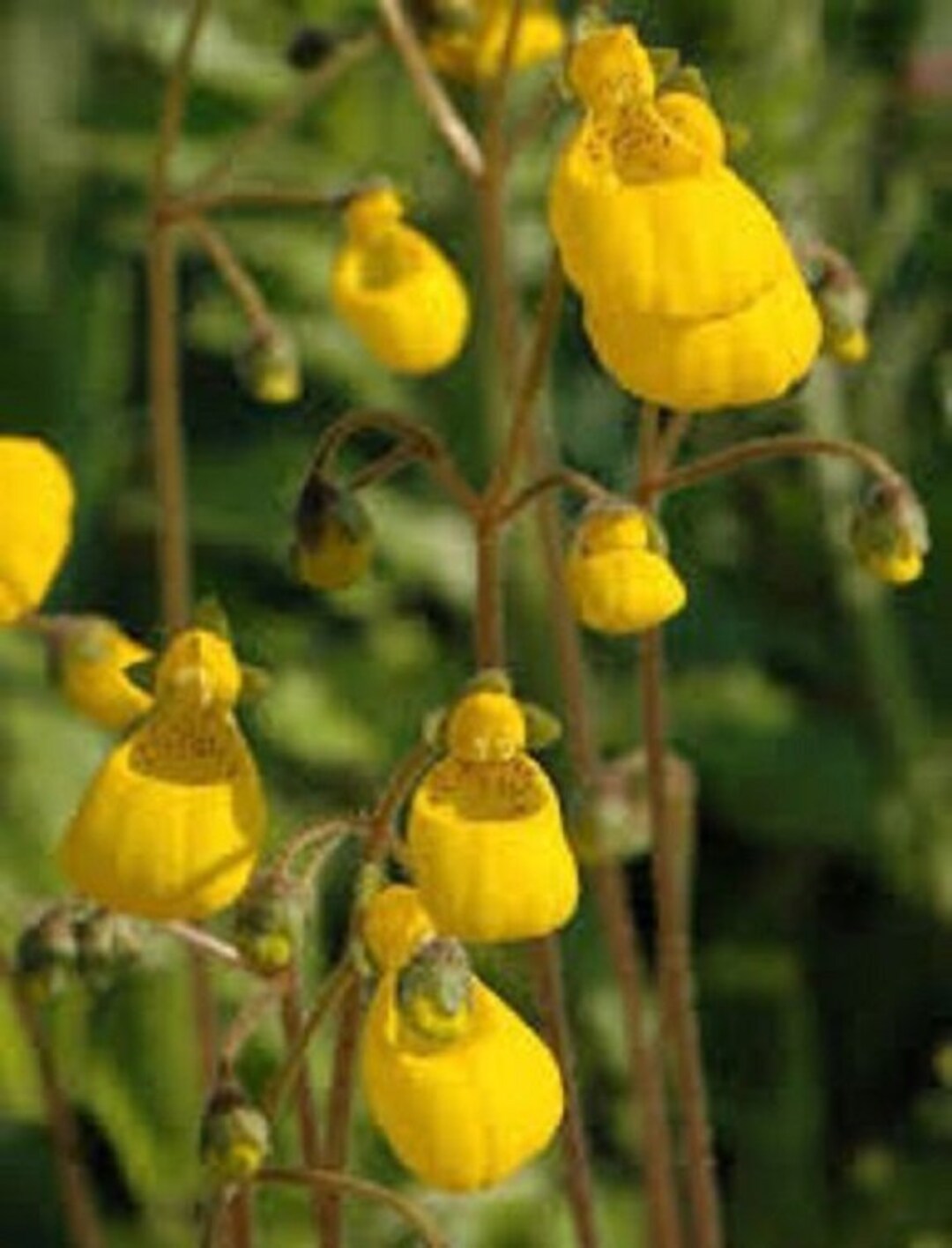 25+ Calceolaria Gold Cap / Slipper Flower,pocket Book Plant / Flower ...