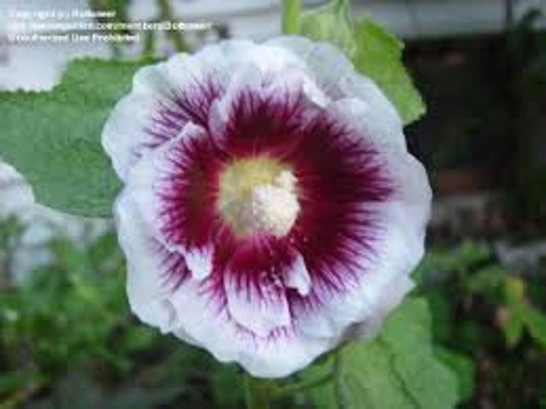 30 Hollyhock Creme De Cassis Alcea Rosea Perennial Flower Seeds Etsy
