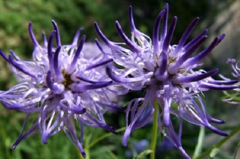30+ Phyteuma Horned Rampion Scheuchzeri / Long -lasting Perennial ...