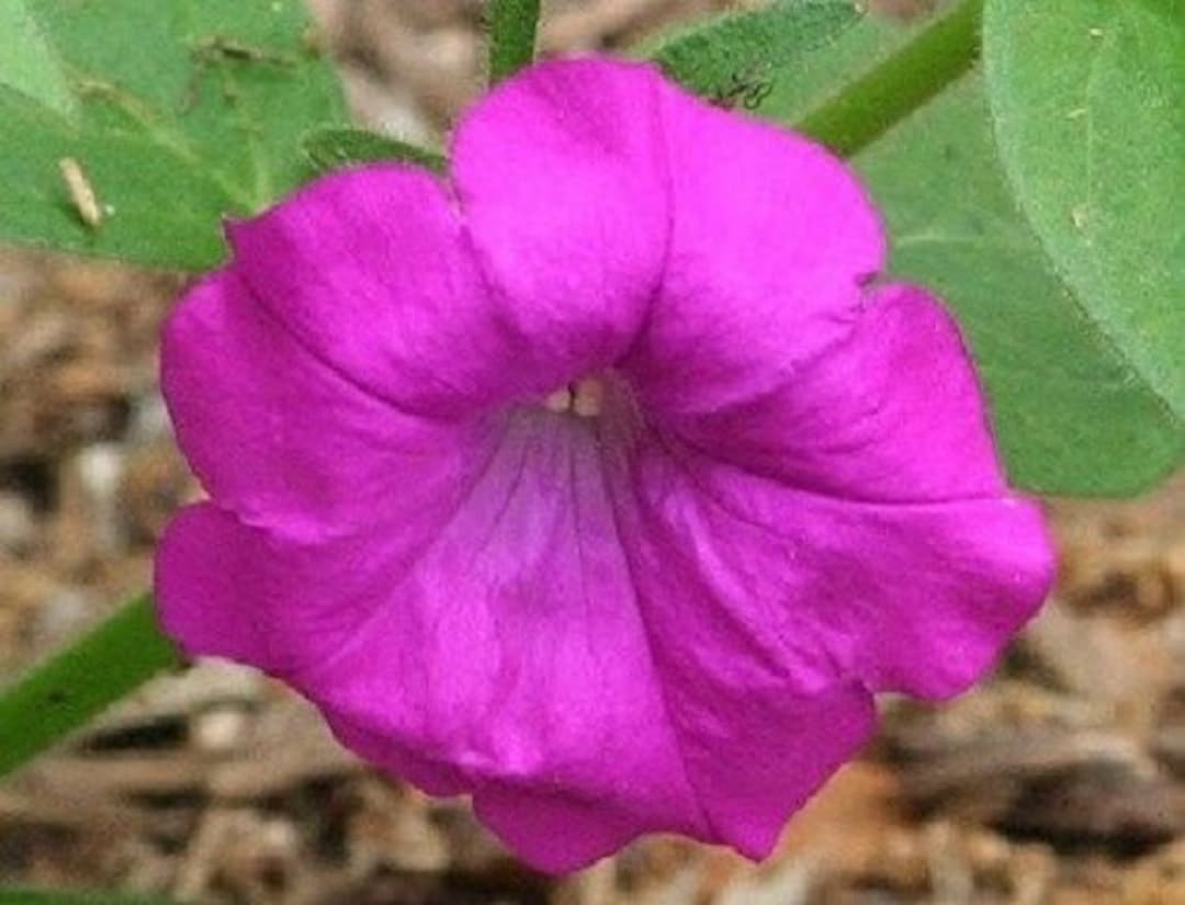 50+ Petunia Lara Bush / Glowing / Magenta / Annual / Flower Seeds. - Etsy