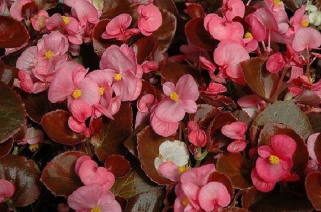 30+ Begonia Rose Night Life/ Annual / Flower Seeds. - Etsy