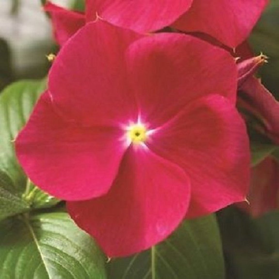 40+ Strawberry Vinca / Annual / Flower Seeds. - Etsy
