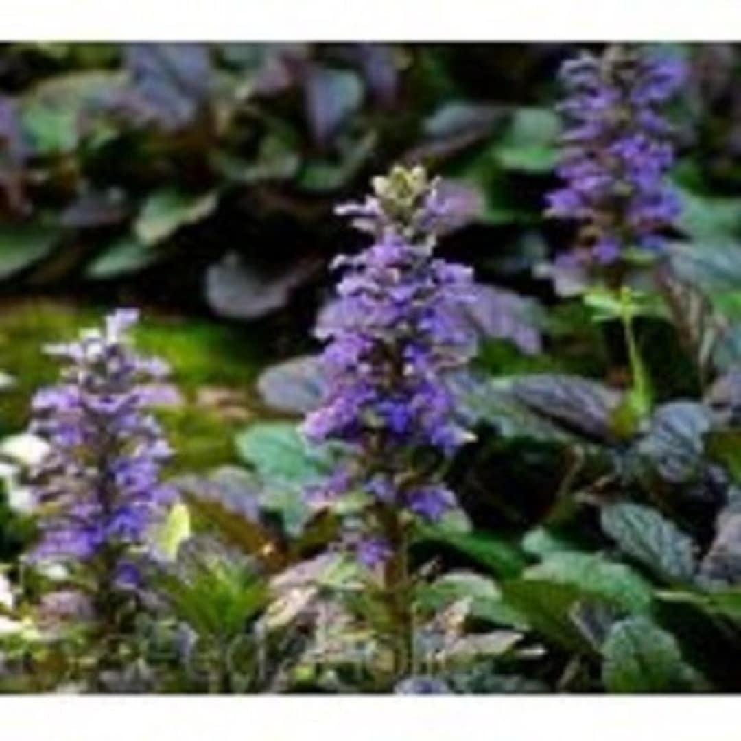 30+ Ajuga / Perennial / Flower Seeds. - Etsy