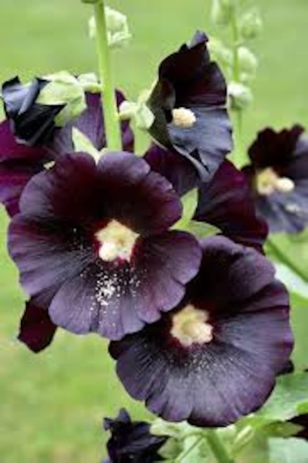 30+ Dark Purple Hollyhock / Alcea Rosea / Perennial / Flower Seeds. - Etsy