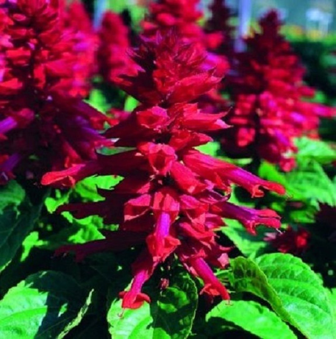 40+ Salvia Sizzler Burgundy / Drought-tolerant / Sage / Perennial ...