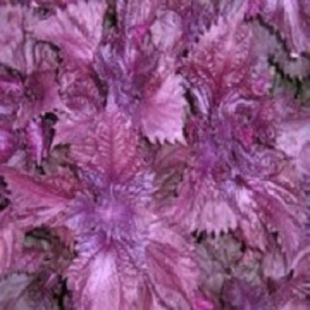 100+ Perilla Frutescens / 2000 Times as Sweet as Sugar / Annual ...