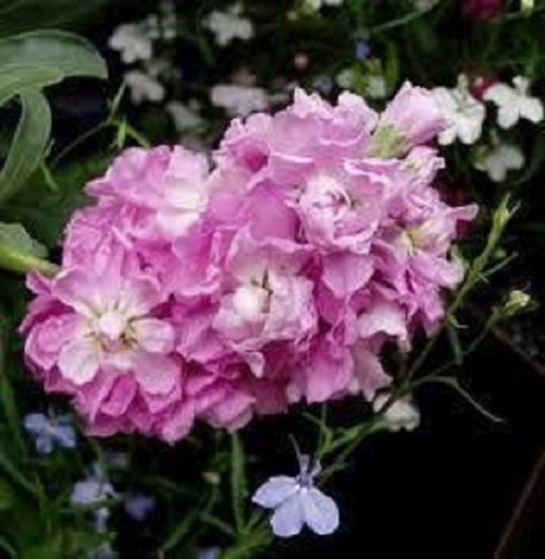 50+matthiola Cinderella Pink / Evening or Night Scented / Stock ...