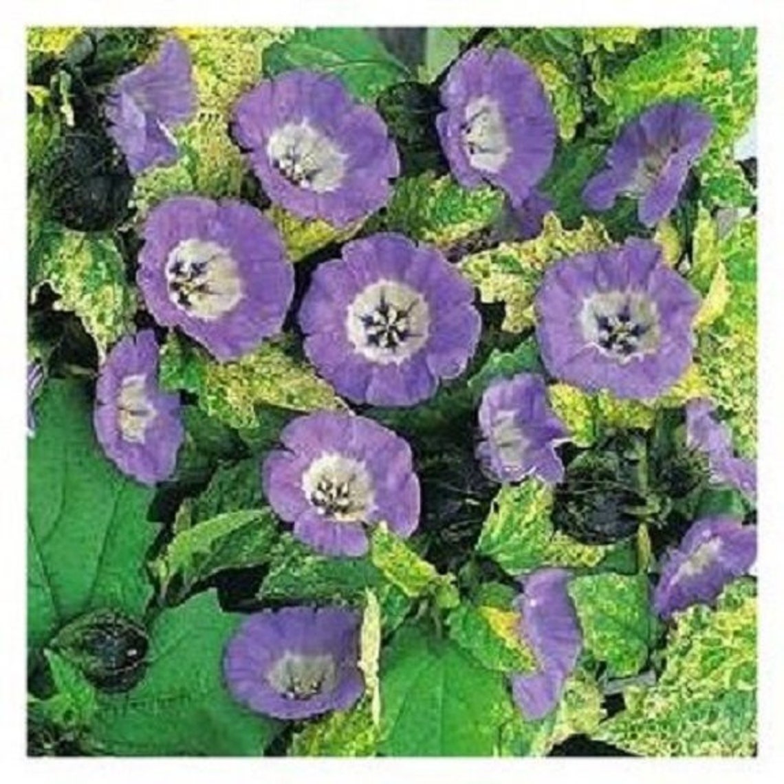 40 Apple of Peru Shoo Fly Nicandra / Insect Repelling/ Reseeding Annual ...