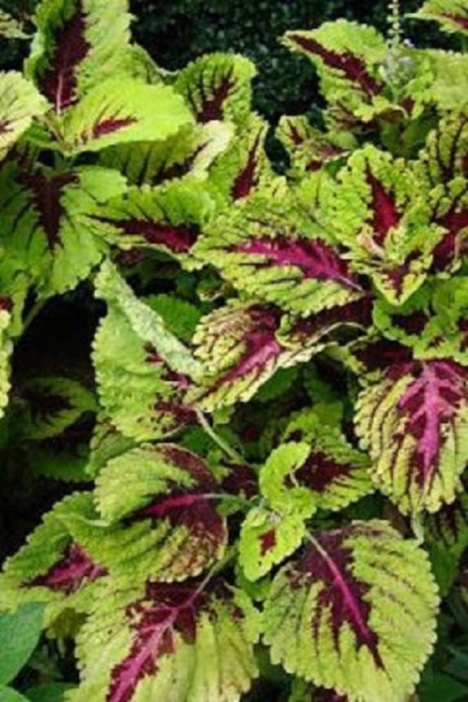 50+ Wizard Mosaic Coleus / Annual / Flower Seeds. - Etsy