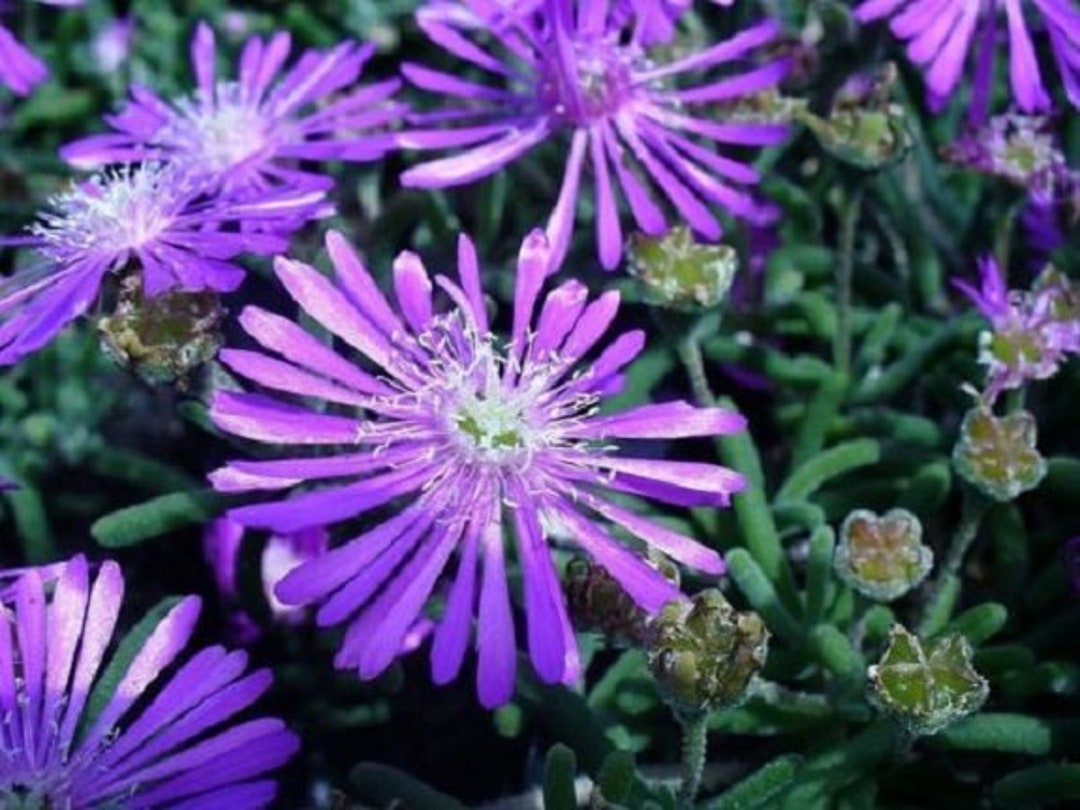 50+ Purple Ice Plant / Delosperma / Cooperii / Perennial / Flower Seeds ...
