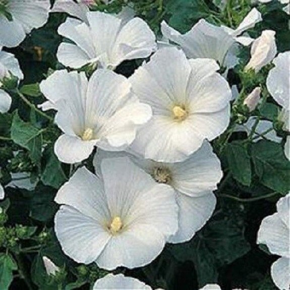 20+ White Rose Mallow Lavatera / Perennial / Flower Seeds. - Etsy
