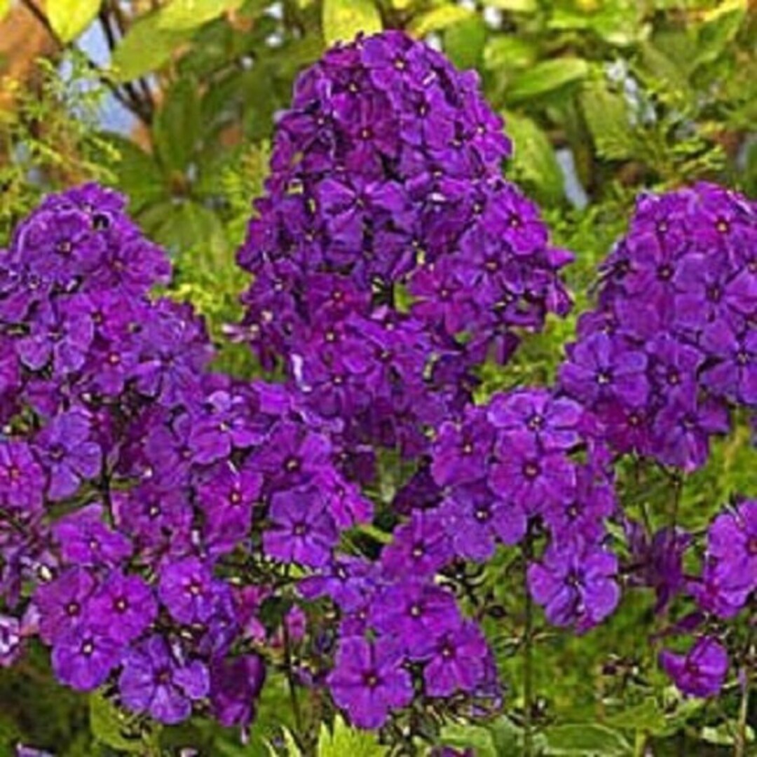 30+ Phlox Violet / Fragrant / Shade-loving / Perennial / Flower Seeds ...