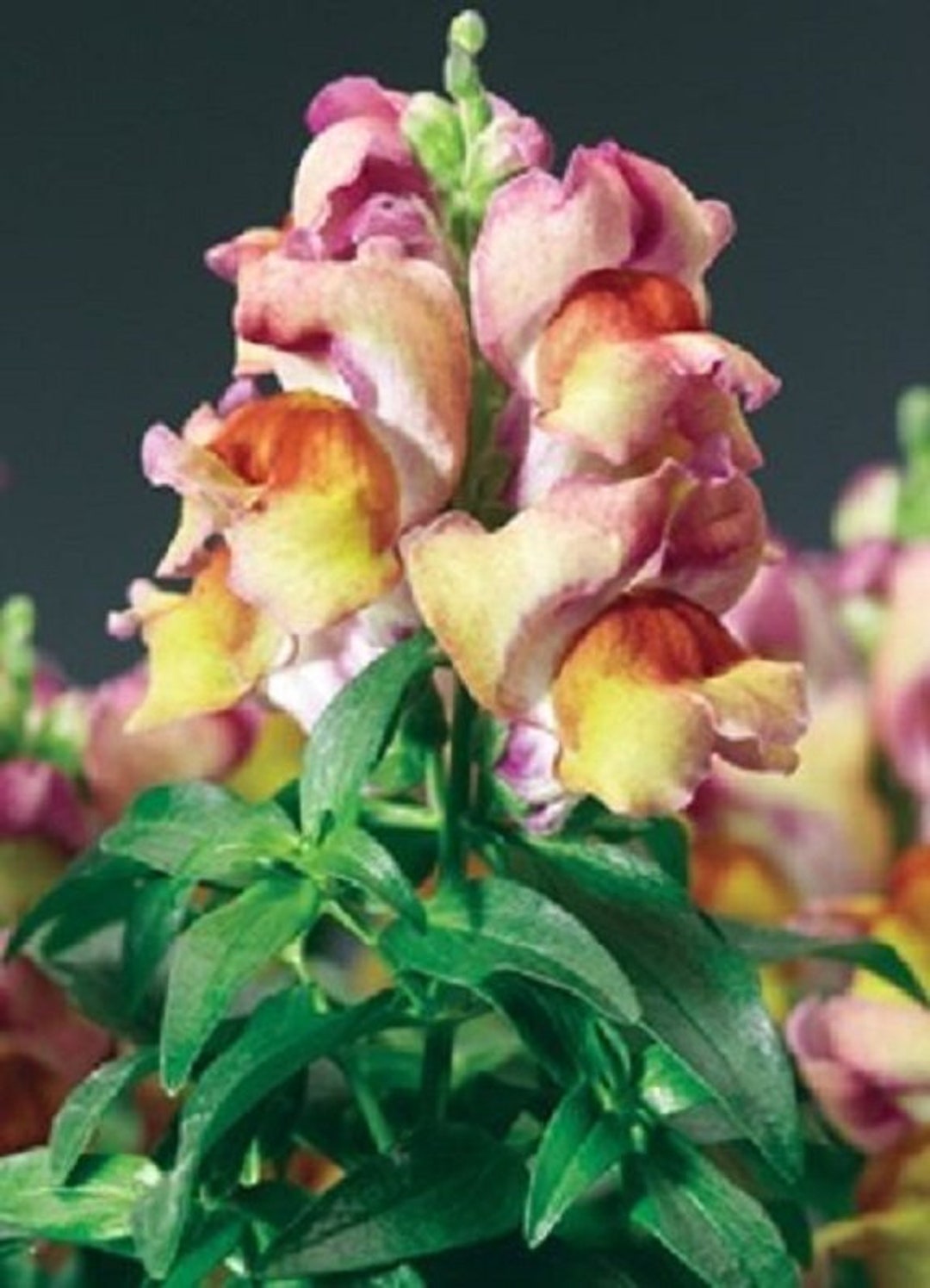 30+ Antirrhinum Montego Sunset Bi-color / Dwaf / Snapdragon / Flower ...