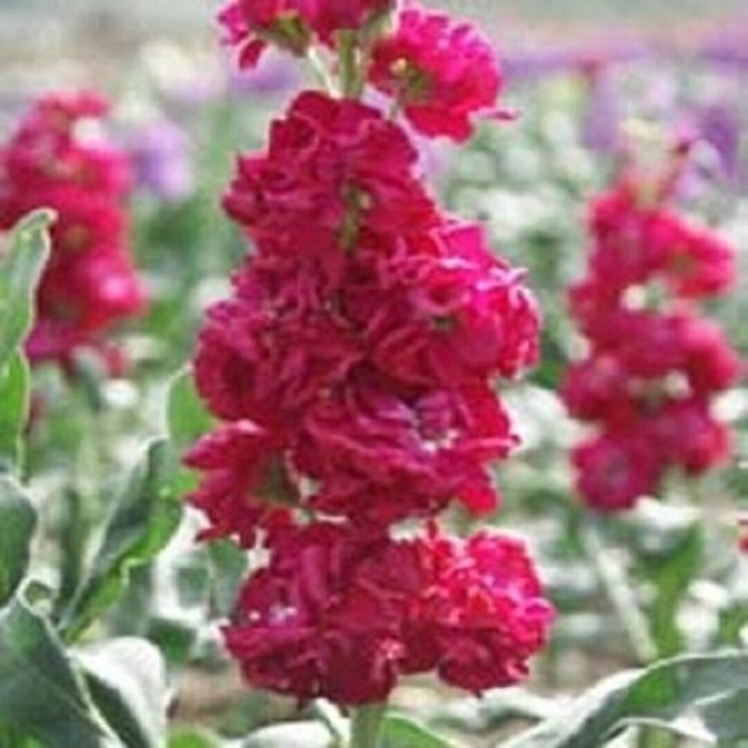 40+ Matthiola Crimson Red / Evening or Night Scented / Stock ...