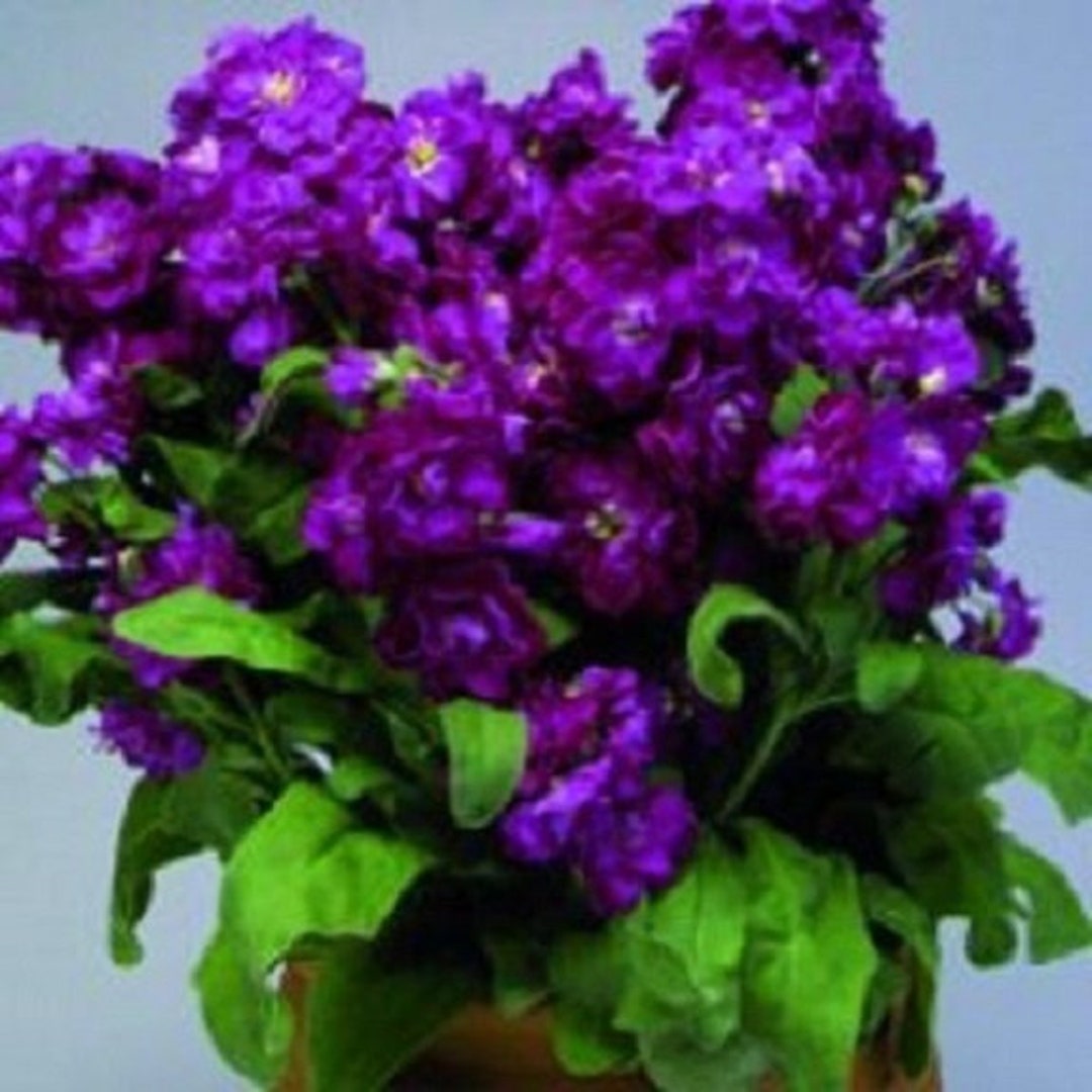 50+ Matthiola Purple / Evening or Night Scented / Stock / Annual ...