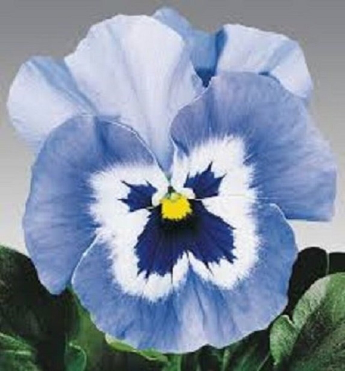 35+ Pansy Joker Light Blue / Biennial / Flower Seeds. - Etsy