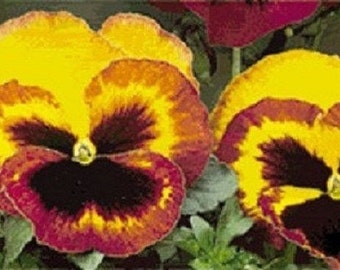 35 Pansy Colossus Red With Face / Long-lasting / Annual / Flower Seeds ...