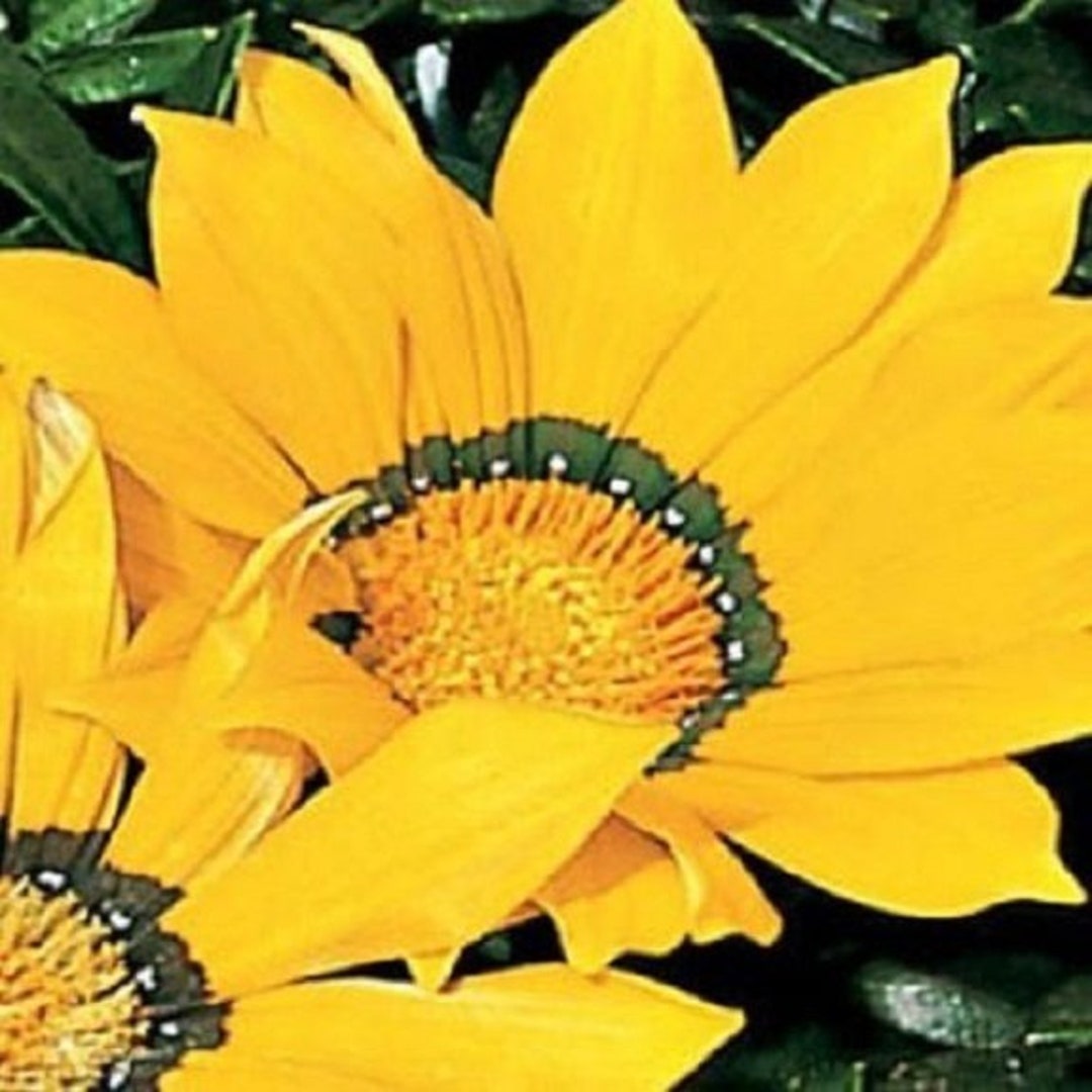 30+ Kiss Yellow Gazania / Perennial / Flower Seeds. - Etsy