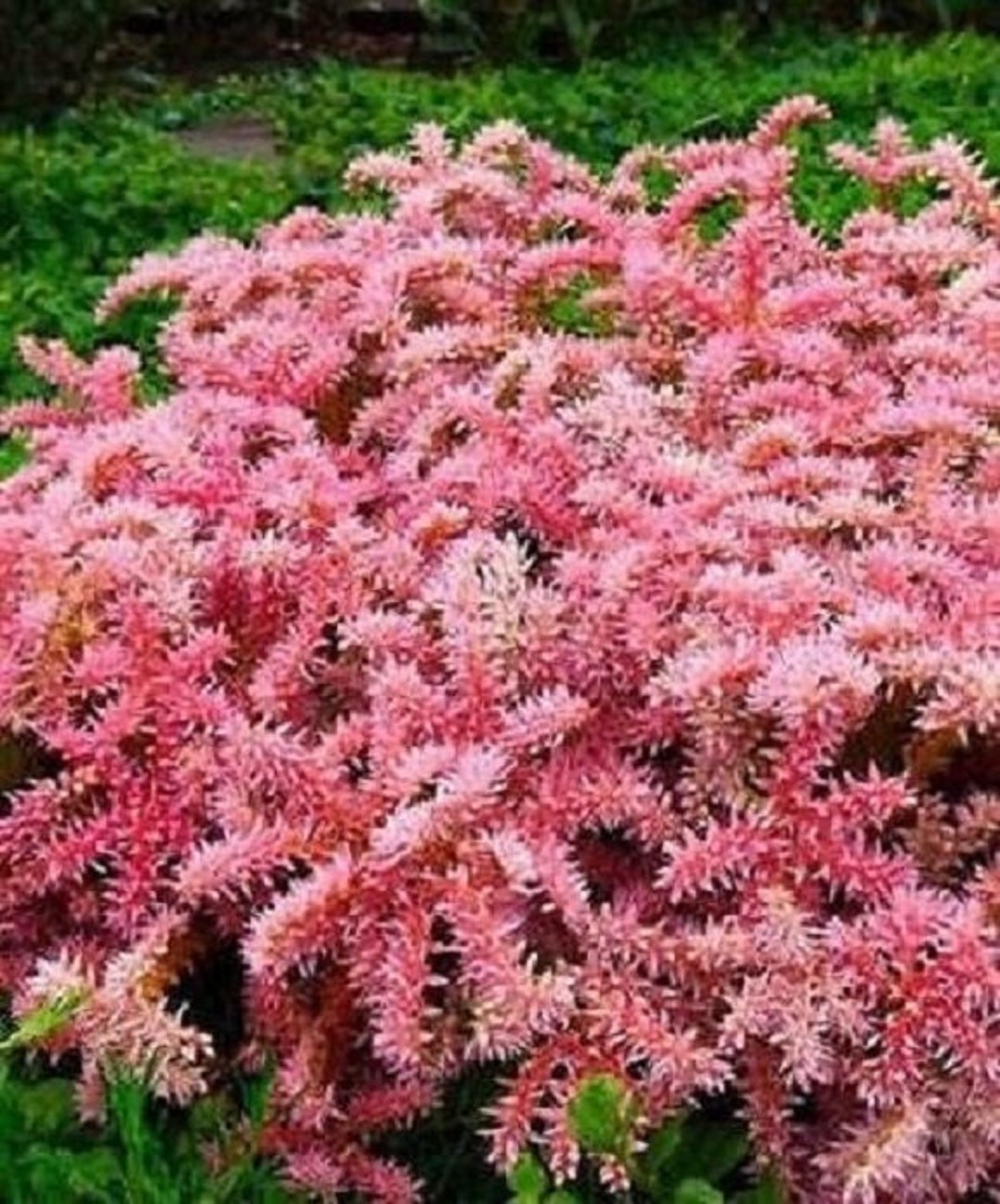 50+ Seastar Sedum / Perennial / Flower Seeds. - Etsy