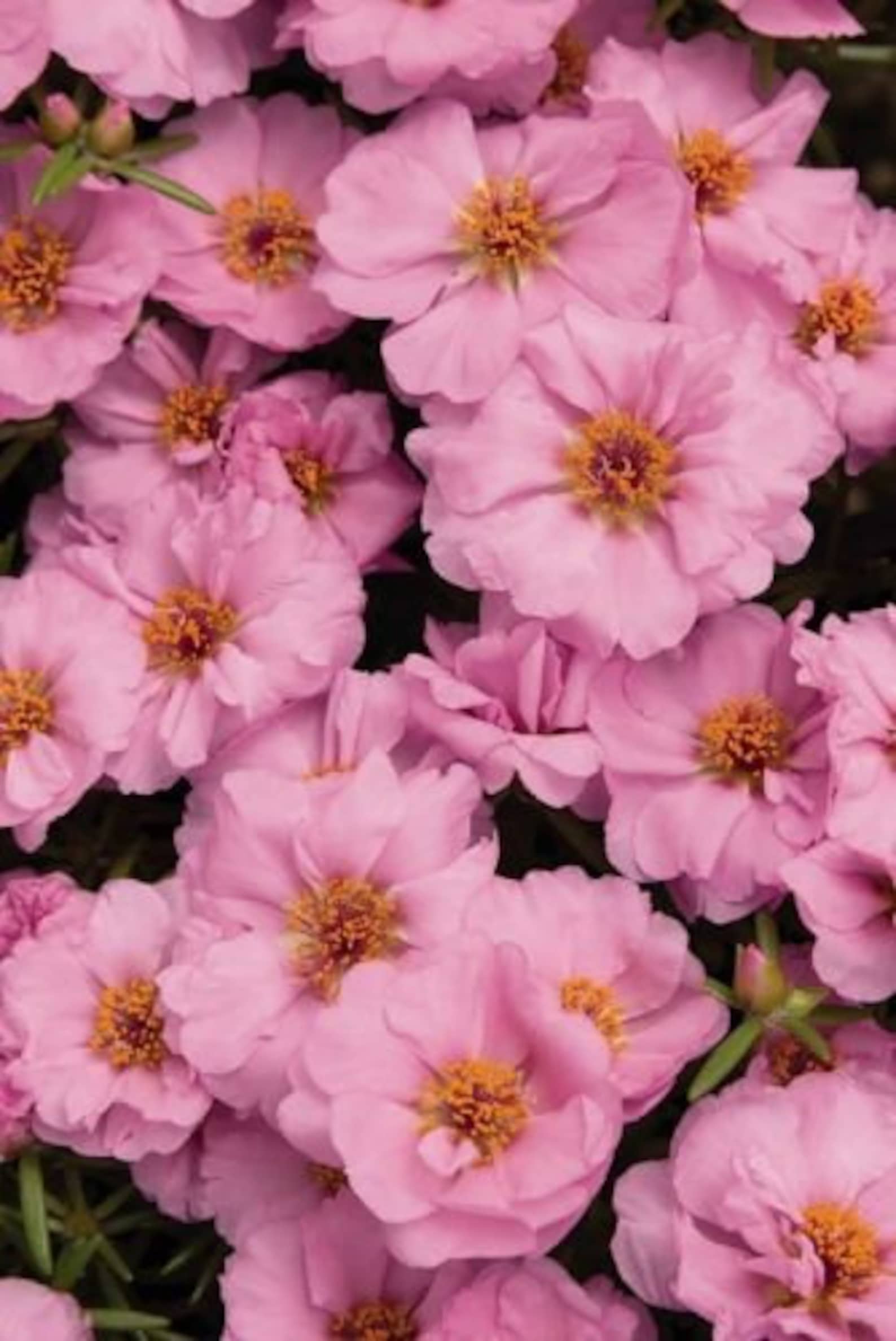 75 Portulaca Sundial Pink / Annual / Flower Seeds. - Etsy