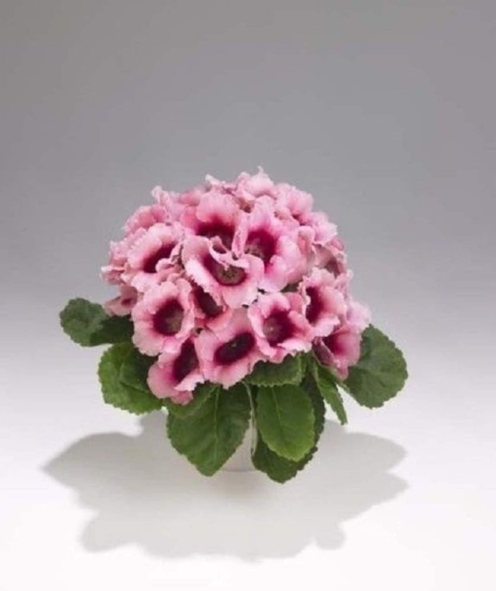 25+ Pink Empress Bi-color Gloxinia / Flower Seeds. - Etsy
