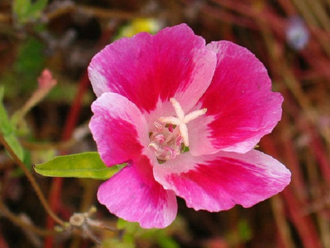 50+ Pink Bi-color Clarkia / Re-seeding Annual / Flower Seeds. - Etsy