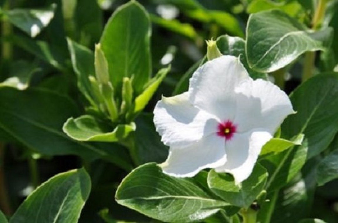 40+ Peppermint Cooler Vinca / Periwnikle / Fragrant / Perennial ...