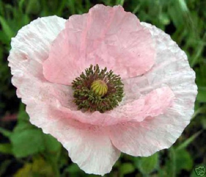 50+ Angel Choir Poppy / Perennial / Flower Seeds. - Etsy