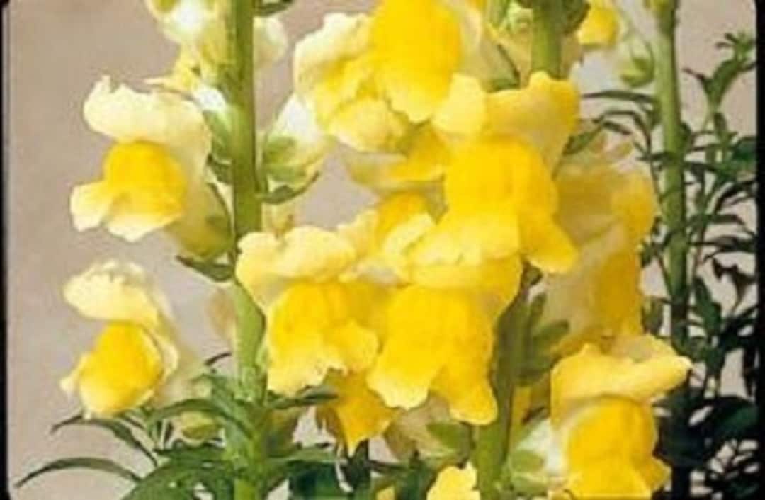30+ Antirrhinum Sonnet Yellow Snapdragon / Long Lasting Annual / Flower ...
