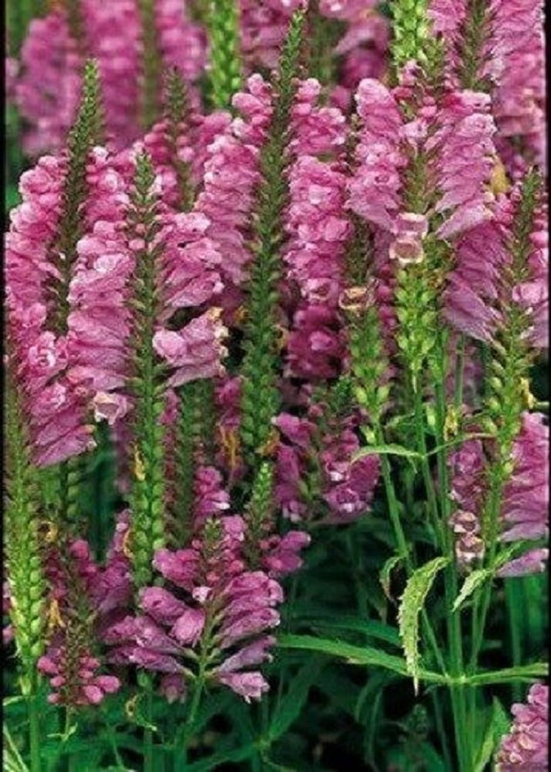 40+ Obedient Plant Rose Colored / False Dragon Head / Perennial ...