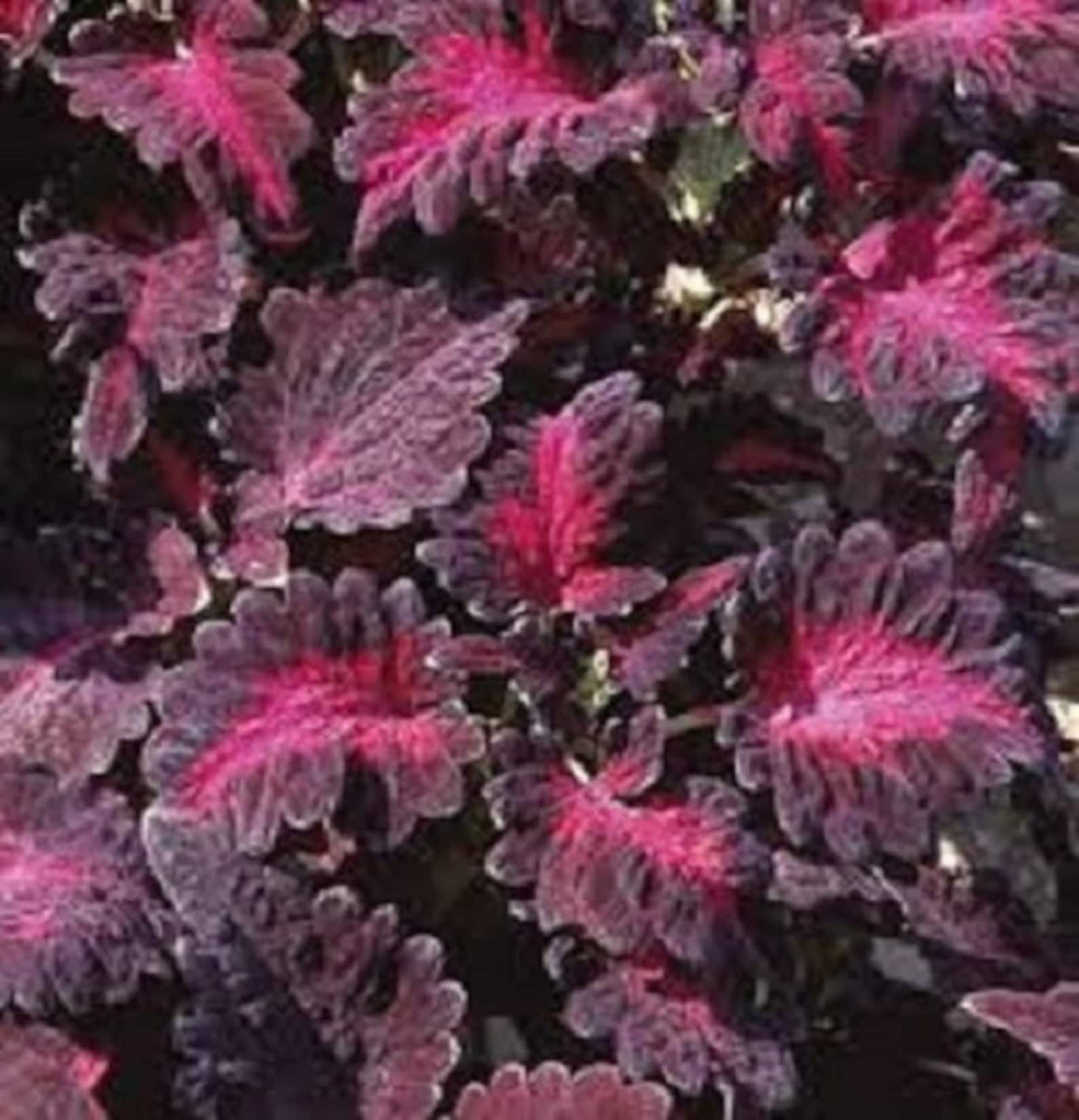 50+ Coleus Black Dragon / Annual / Flower Seeds. - Etsy