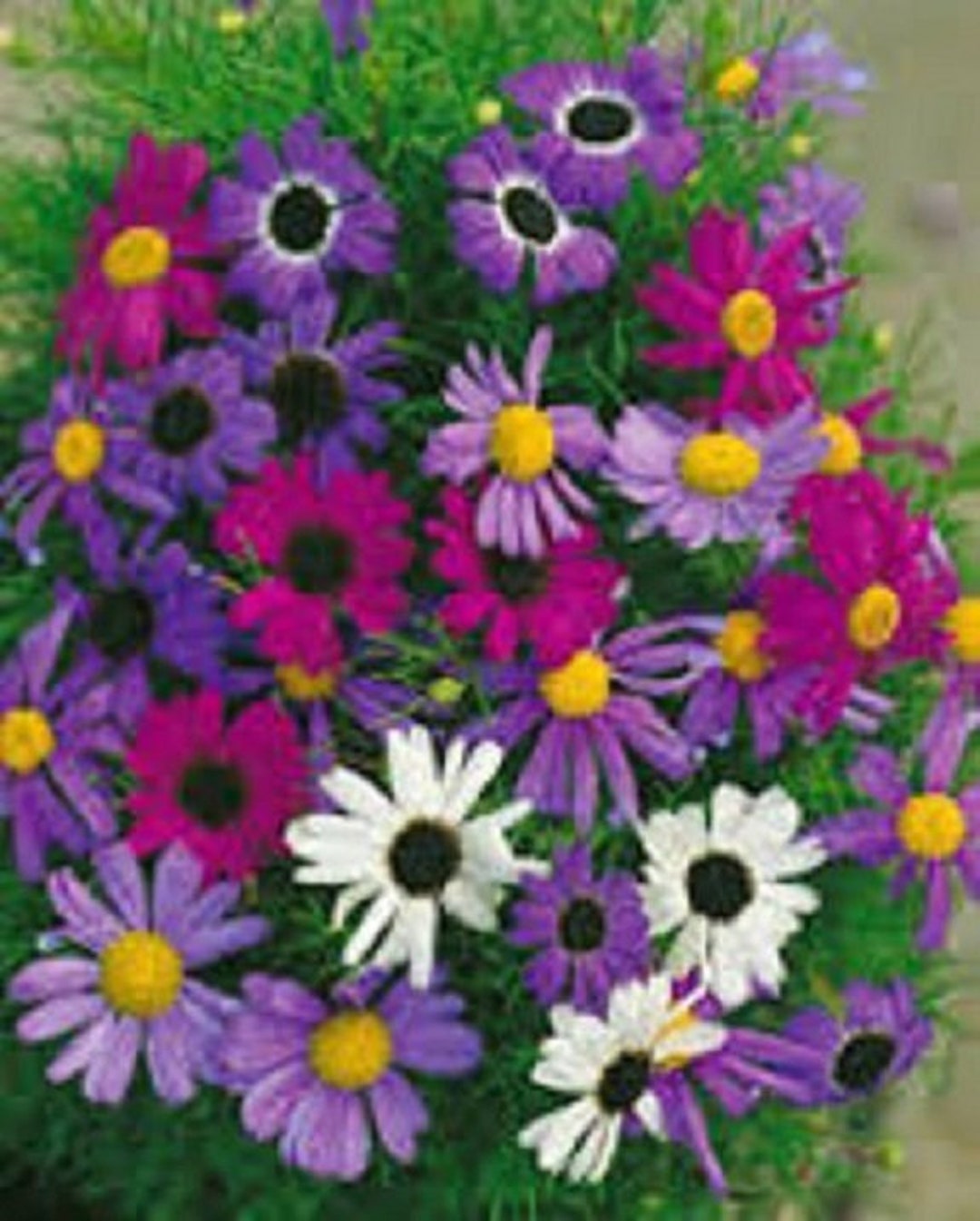 50+ Brachycome Splendor Mix / Annual / Flower Seeds. - Etsy