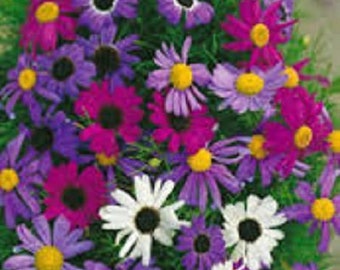 50 Violet Browallia / Annual / Flower Seeds. - Etsy