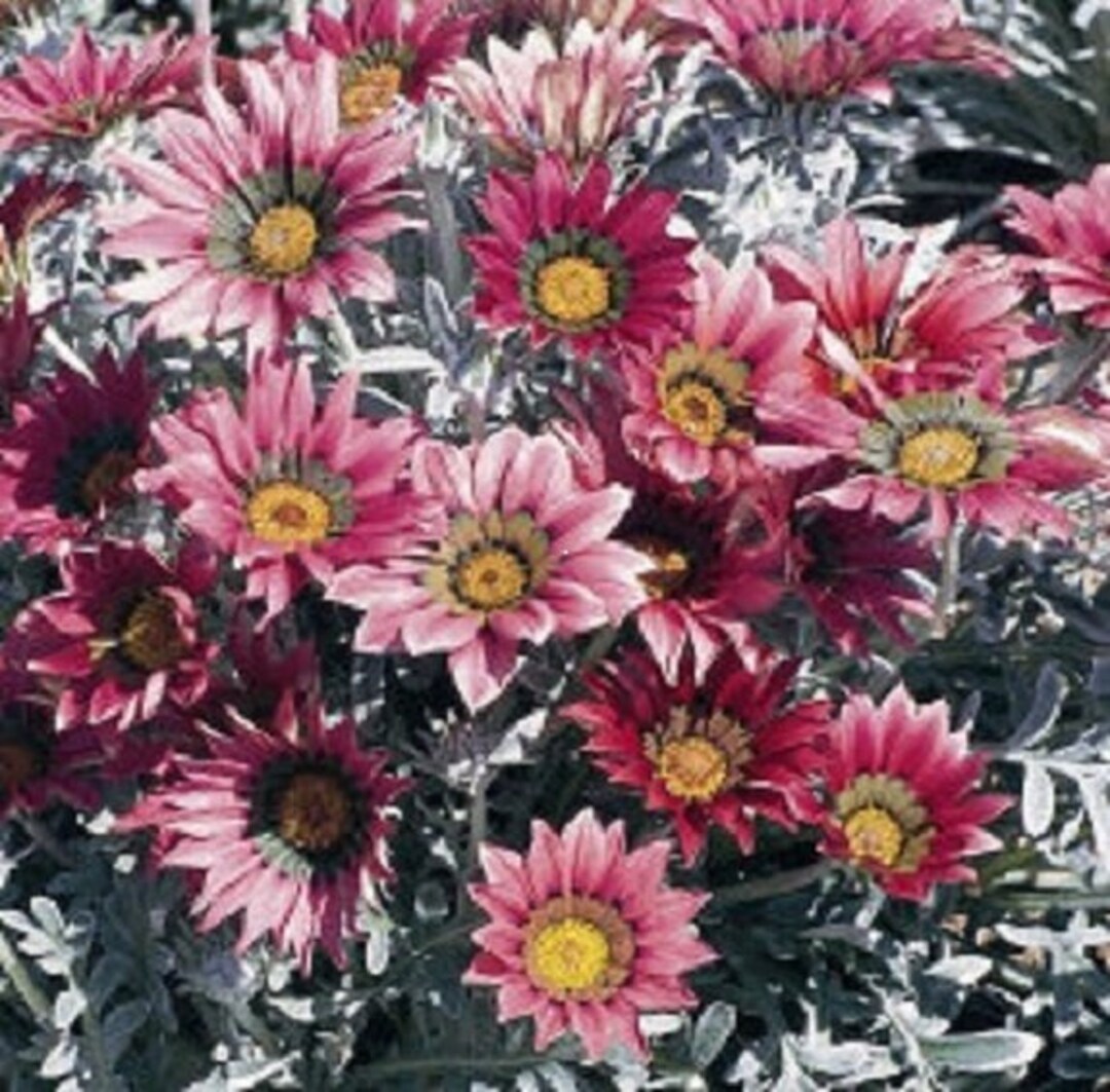 30+ Talent Red Shades Gazania / Drought Tolerant / Ground Cover ...