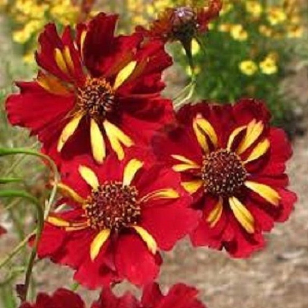 50+ Coreopsis Rising Sun Bi-color / Re-seeding Annual / Flower Seeds ...