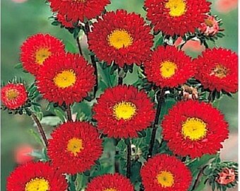 BACHLOR BUTTON RED Flower Seeds. Stunning Bright Red Blooms. 300 Seeds ...