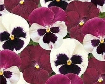30 Pansy Raspberry Sundae Matrix / Fragrant / Flower Seeds - Etsy