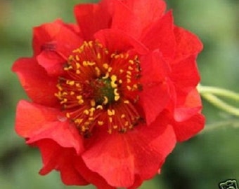 10 Giant Red Star Hibiscus Flower Seeds-1096a - Etsy