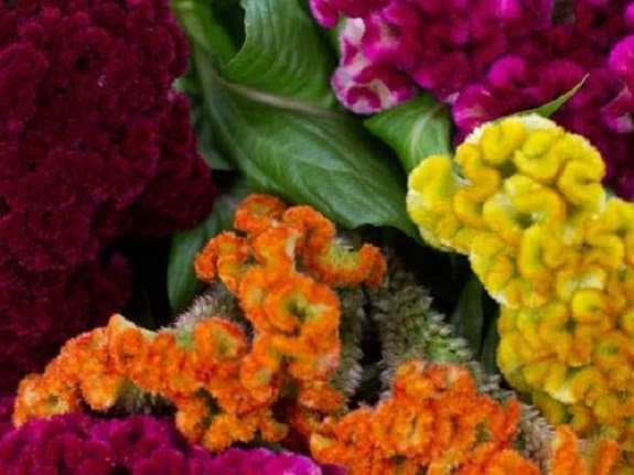 50+ Multi-colored Mix Cockscomb / Celosia / Self-seeding Annual ...