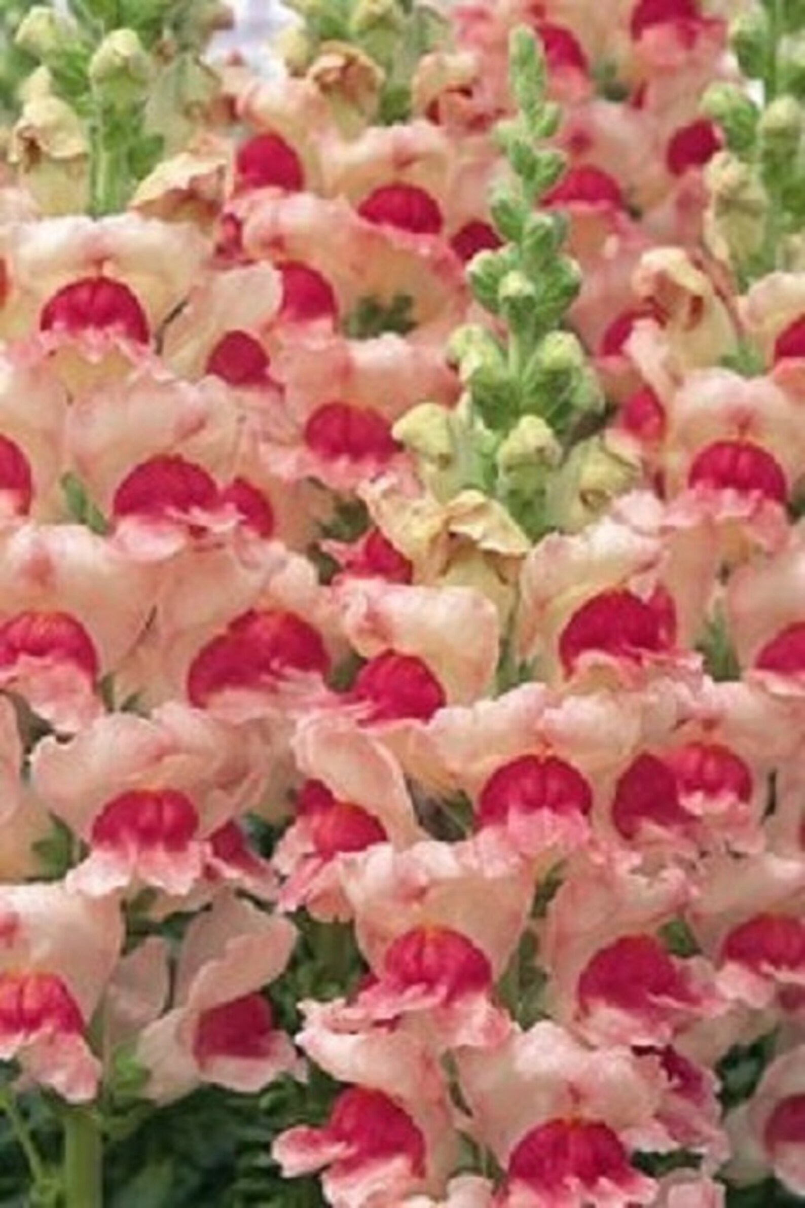 30+ Antirrhinum Opus Apple Blossom / Snapdragon / Fragrant / Flower ...