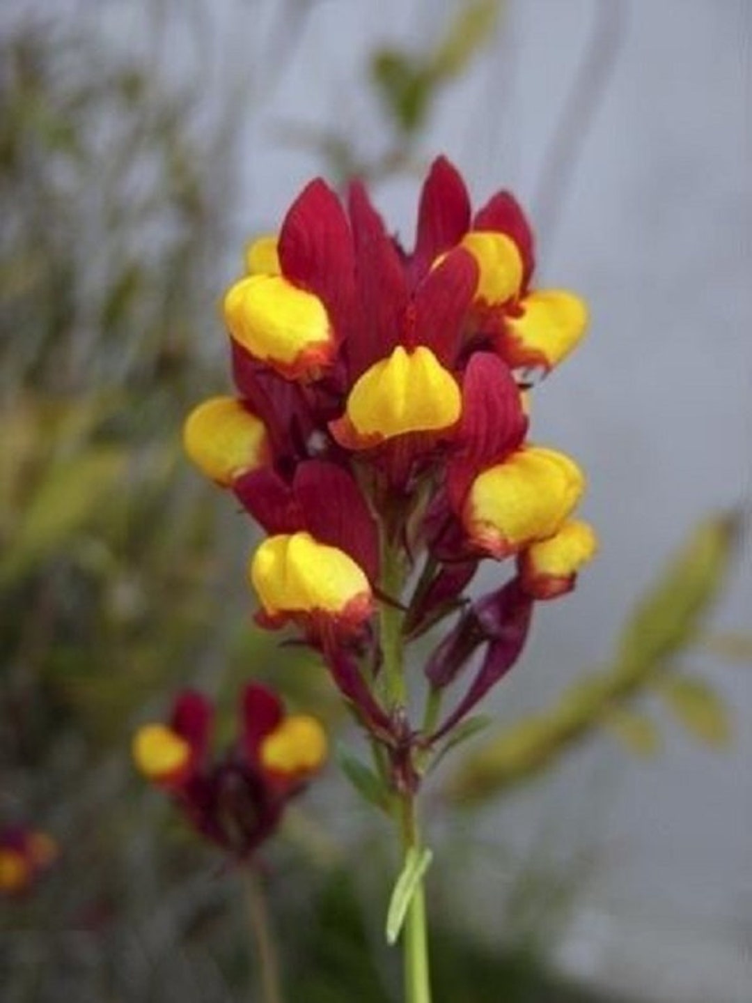 40+ Linaria Flamenco Bi-color / Reticulata / Perennial / Flower Seeds ...